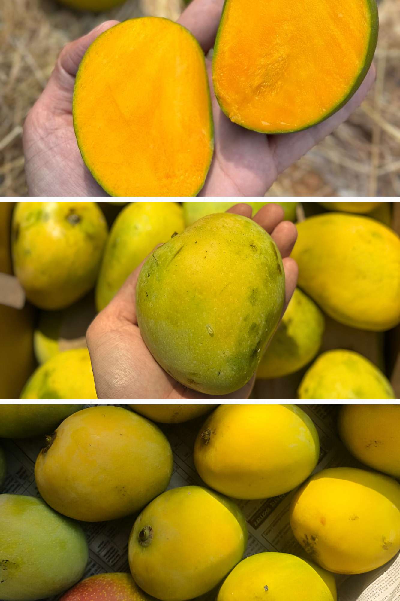 Buy Fresh Mangoes Online at Best Price 2026 – naturessoulshop