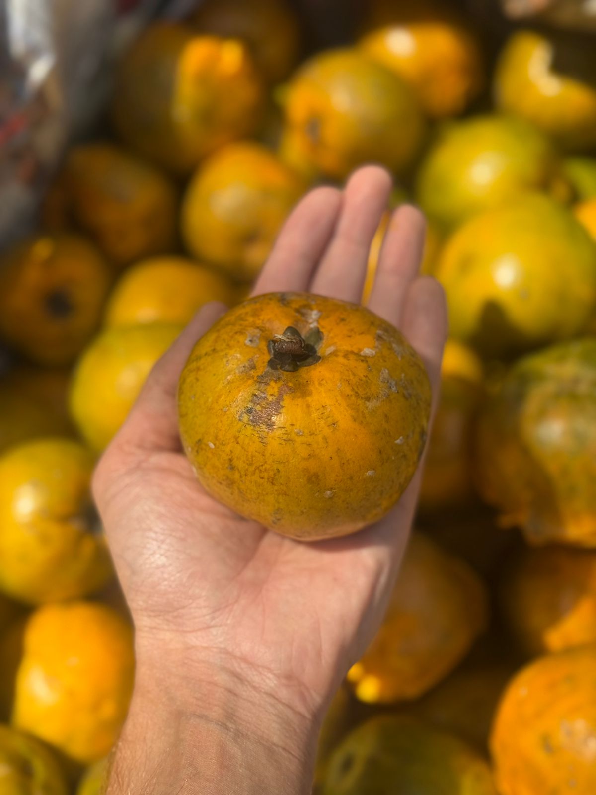Egg Fruit | Wild (Tamil Nadu) - Sweet Flavor With Hints Of Vanilla Or ...